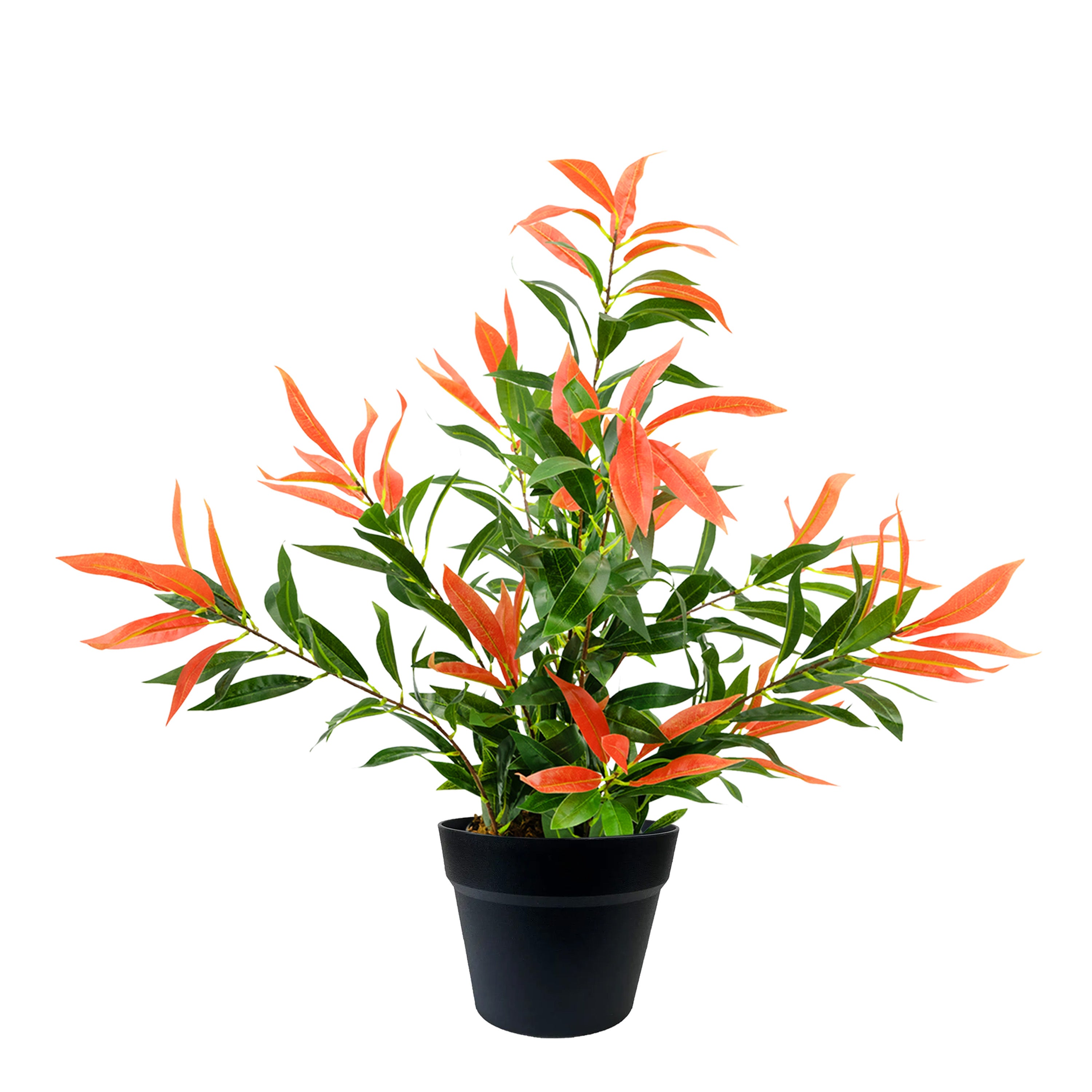 80cm Artificial Ficus Tree Plant Photinia Red Robin – Denny Shop UK